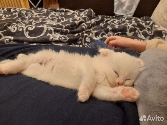 Отдам котенка мальчик 1.5 мес,лоток и наполнитель