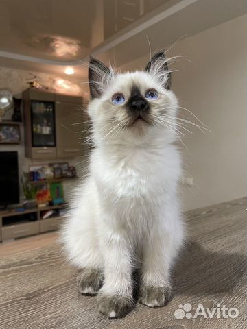 Котята священная бирма