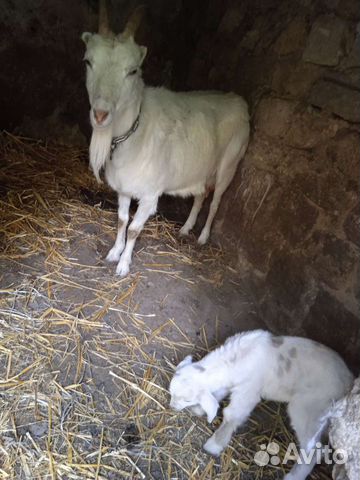 Коза дойная с козленком
