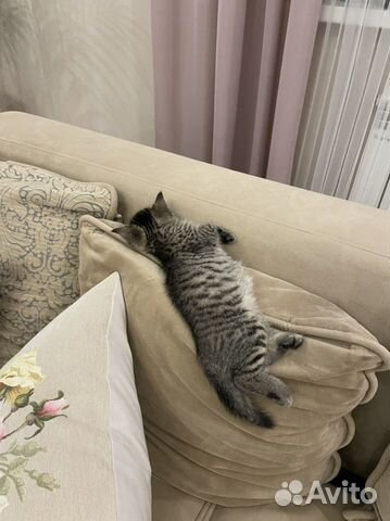 Котенок