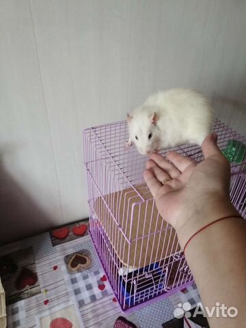 Декоративная крыса