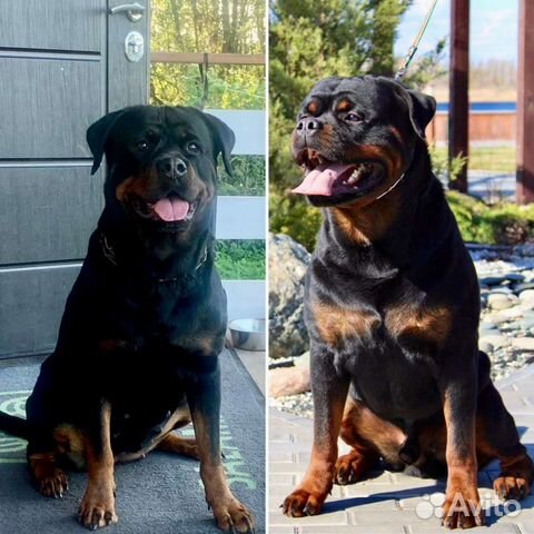 Щенки ротвейлера продажа