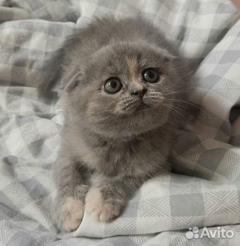 Шотландская вислоухая