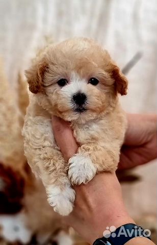 Щенки мальтипу