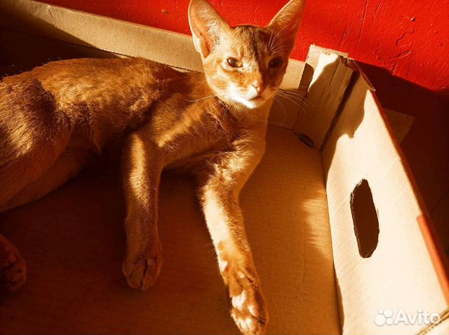 Абиссинкая подрощенная девочка