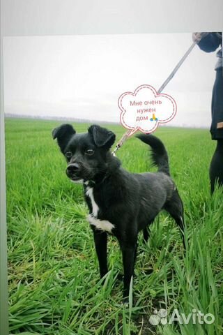 Собака, стерилизованая девочка, в добрые руки