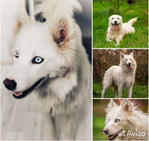 Якутская лайка в добрые руки