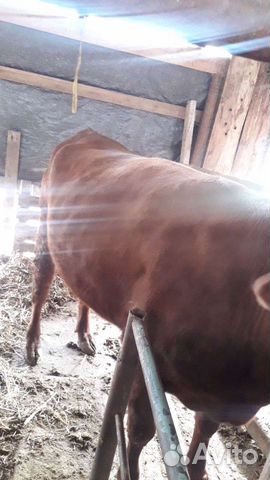 Первотелки