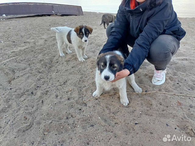 Щенок смесь алабая и неизвестной породы