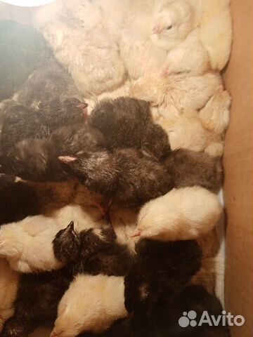 Цыплята, петух