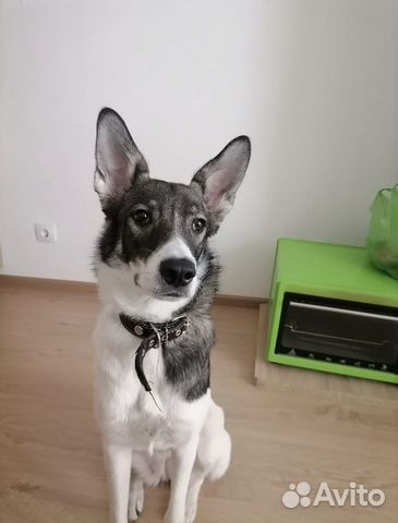 Собаки бесплатно в добрые руки