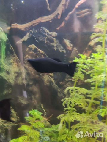 Малинезия черная