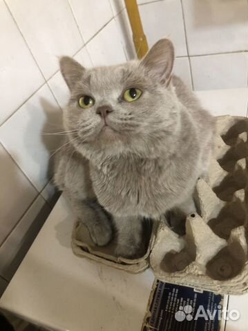 Кошка на вязку