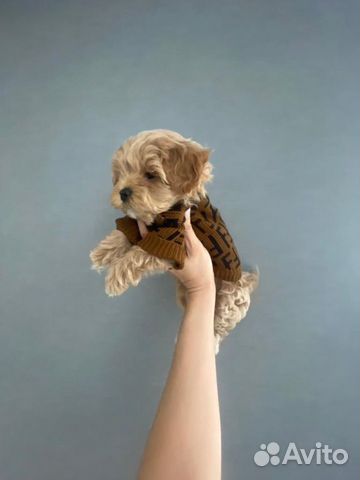 Мальтипу f1 mini reserve premium ляля girls