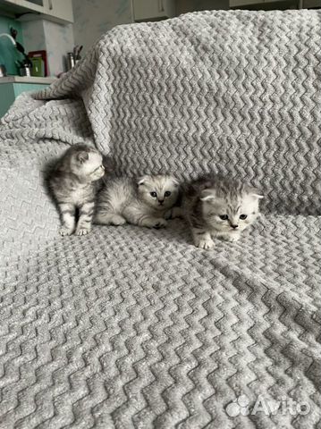 Шотландские вислоухие котята
