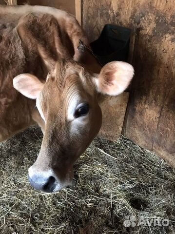 Джерсейская корова и козочки Ламанча