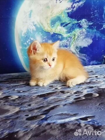 Шикарный котик, золотая шиншилла