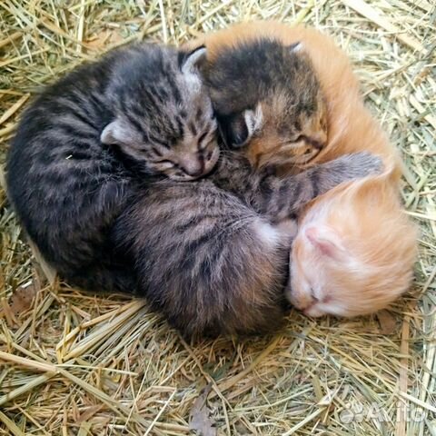 Котята в добрые руки