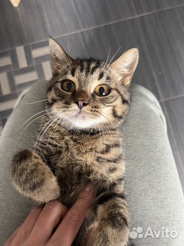 Котенок