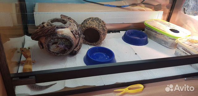 Геккон эублефар