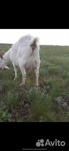 Коза дойная