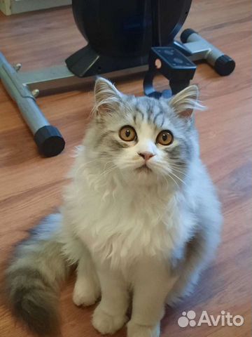 Кот шотландец для вязки. С опытом удачной вязки