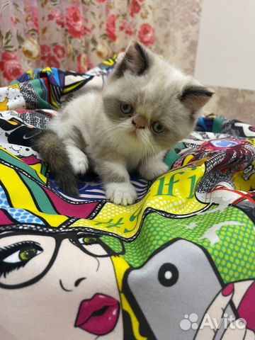 Котенок Экзот