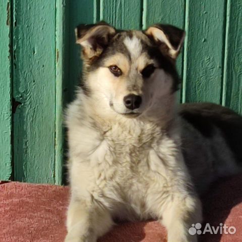 Марго ищет дом