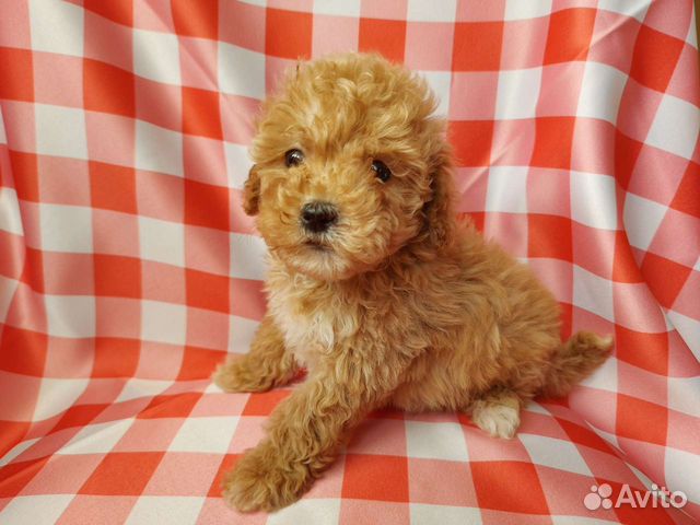 Мальтипу f1 mini кукляшка карамельного окраса