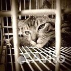 Кот бездомыш ждет хозяев