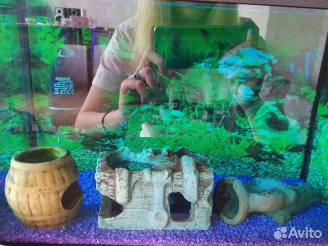Аквариум с 3 сомиками коридорасами 20 литров