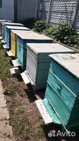Продам отводки пчел на 5 рамок