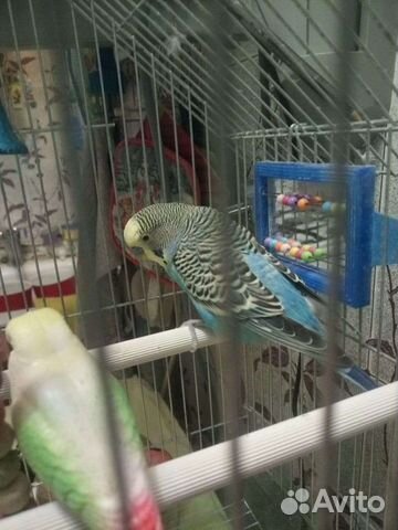 Волнистый попугай с клеткой