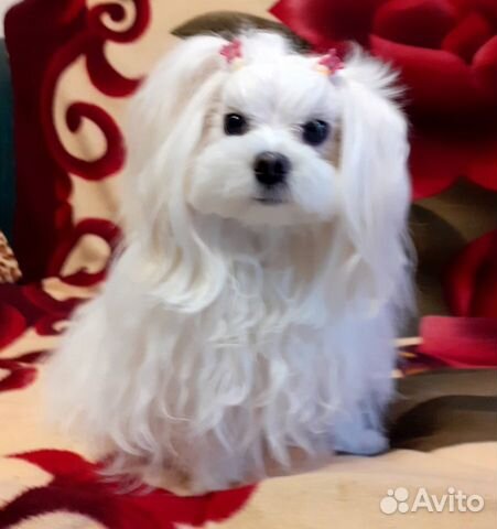 Щенки мальтийской болонки мини