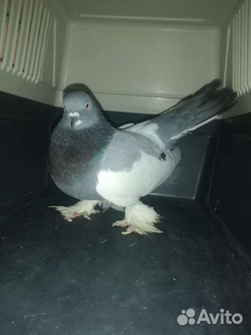 Голубь ручной домашний весëлый