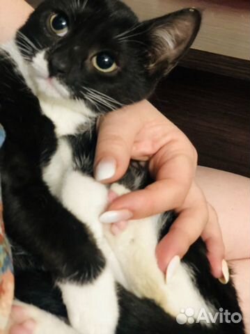 Котенок (девочка) в добрые руки