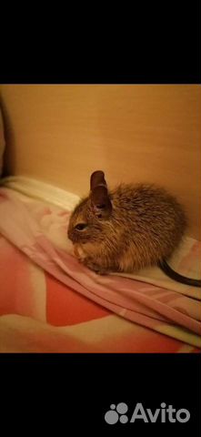 Чилийская белка дегу