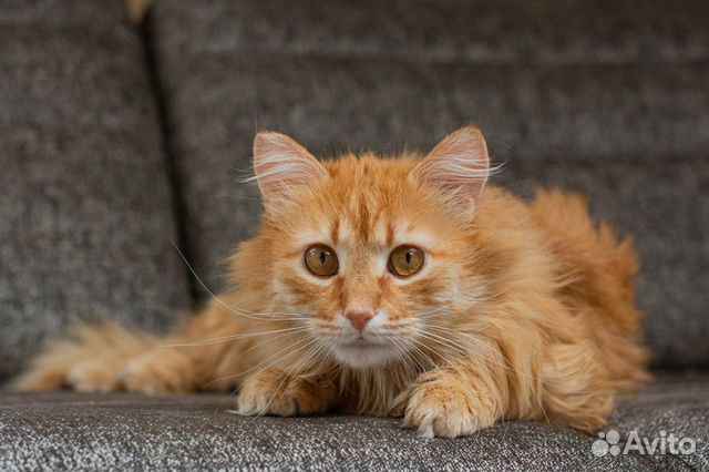 Рыжий кот Абрикос