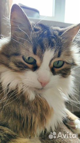 Кот Кузя ищет дом