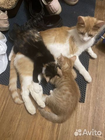 Цапки-зарапки