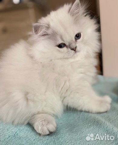Продается Британский котенок