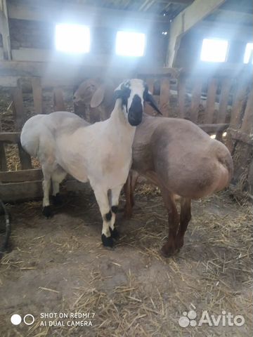 Курдючные бараны овцы