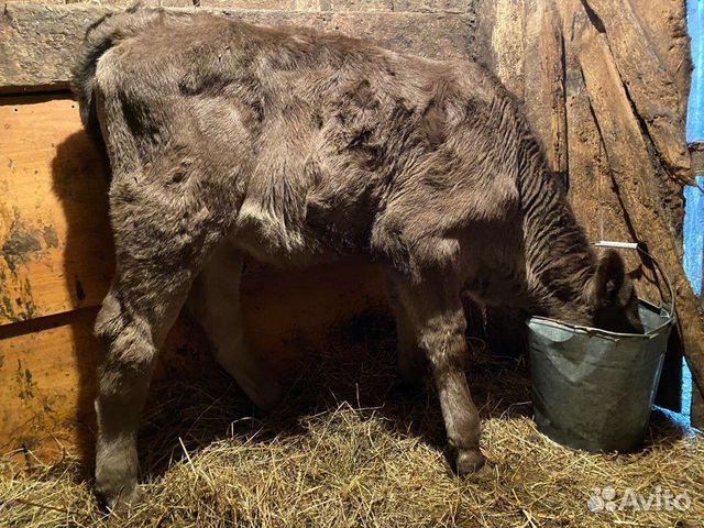 Телочка швицкой породы