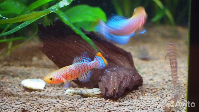 Нотобранхиусы Рахова и Гюнтера на обмен