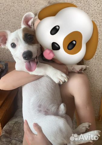 Ищу невесту для продолжения рода