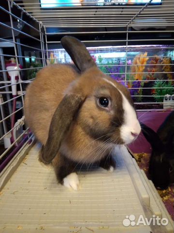 Кролик декоративный мини