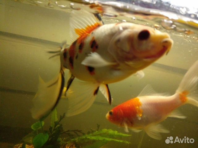 Шубункин золотая рыбка