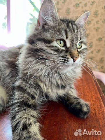 Кошка Белла