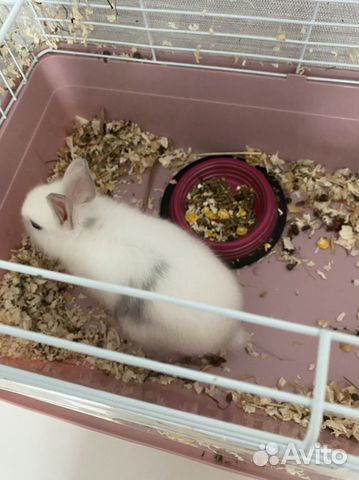 Декоративный кролик с клеткой