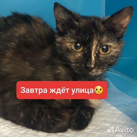 Ещё есть шанс для малышки стать домашней
